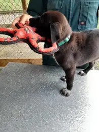 Impounded dogs and stock - Waitomo District Council