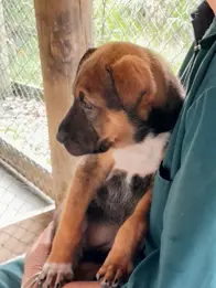 Impounded dogs and stock - Waitomo District Council