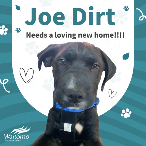 Impounded dogs and stock - Waitomo District Council