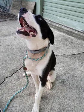 Impounded dogs and stock - Waitomo District Council