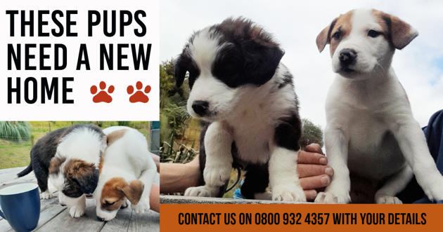 Impounded dogs and stock - Waitomo District Council